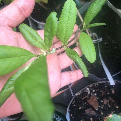 Star Magnolia 4pot Magnolia Stellata - Etsy