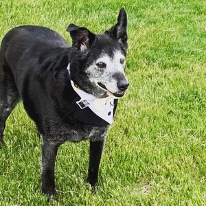 Custom Pet Pin Personalized Dog Acrylic Brooch Custom Cat Photo Jewelry ...