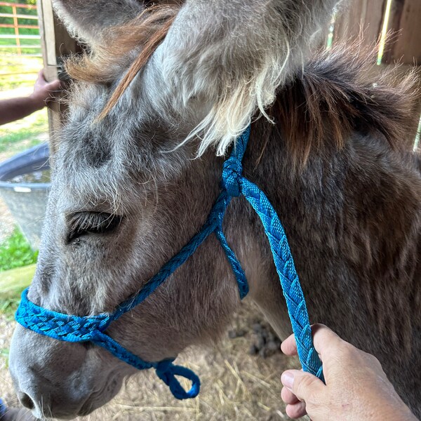Handcrafted Aztec Rio Leather Gladiator Style Tack Set Breastcollar ...