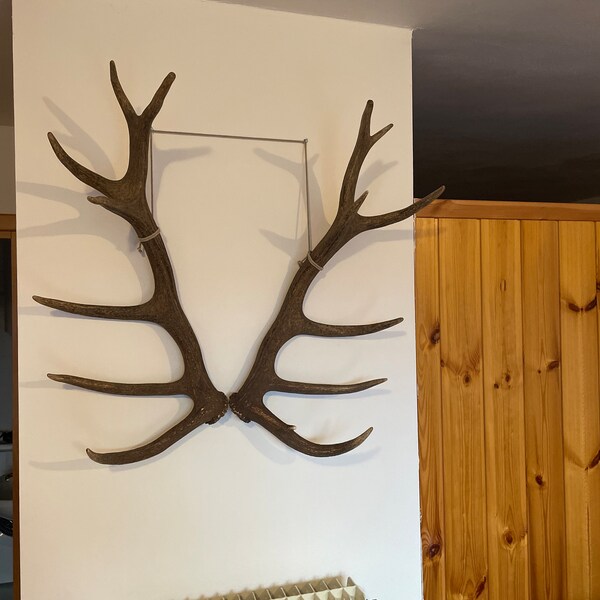 Set of 2 Antique Roe Deer Antlers on Carved Wooden Trophy-plaque ...