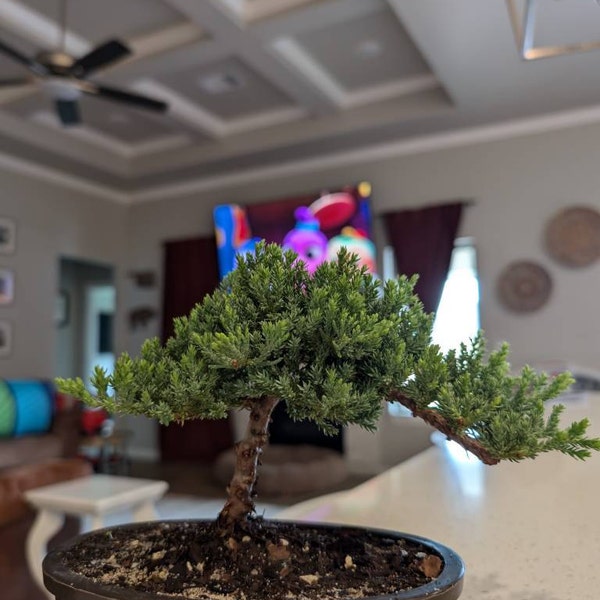 Small Japanese Bonsai Tree Japandi Decor Holiday Gift for Her Live Tree ...