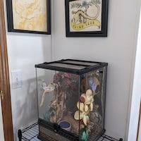 Cornsnake Morph Posters - Etsy UK