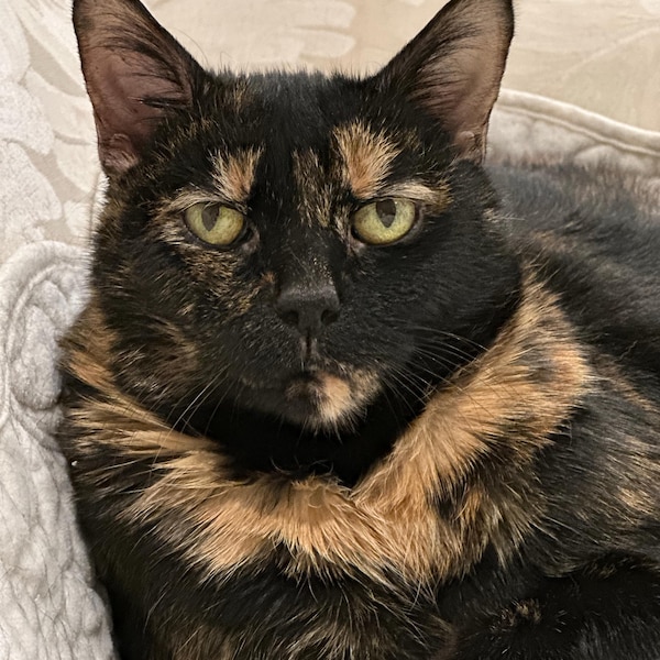 Curse Removal Spell Work , Remove Banish Negative Energy Hex Curses ...