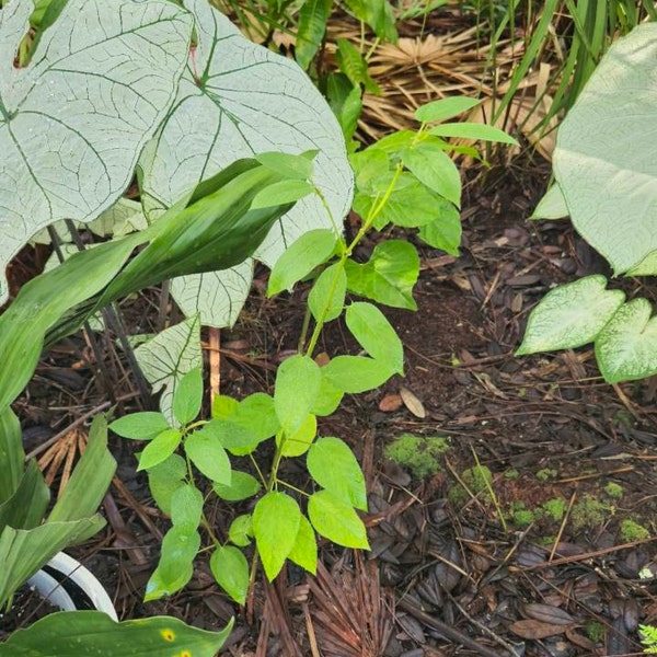 Molokhia - Egyptian Spinach Seeds,rau Day,saluyot, Jew Mallow,po ...