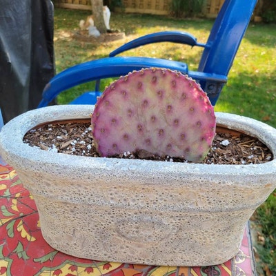 Opuntia Microdasys Monstrosus Golden Swirl Cactus Plant Pad - Etsy