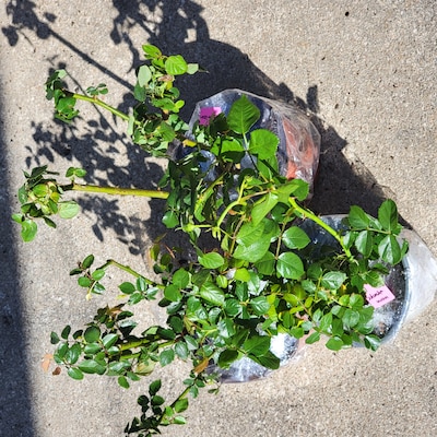 Rare New Rose. Red Juicy Terrazza. 红果汁flower Machine. Continue Blooming ...