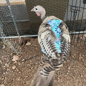 Mermaid Chicken Tutu - Etsy