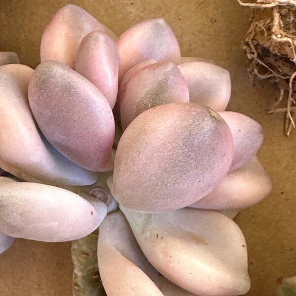 Graptopetalum Ellen Variegated-succulent - Etsy