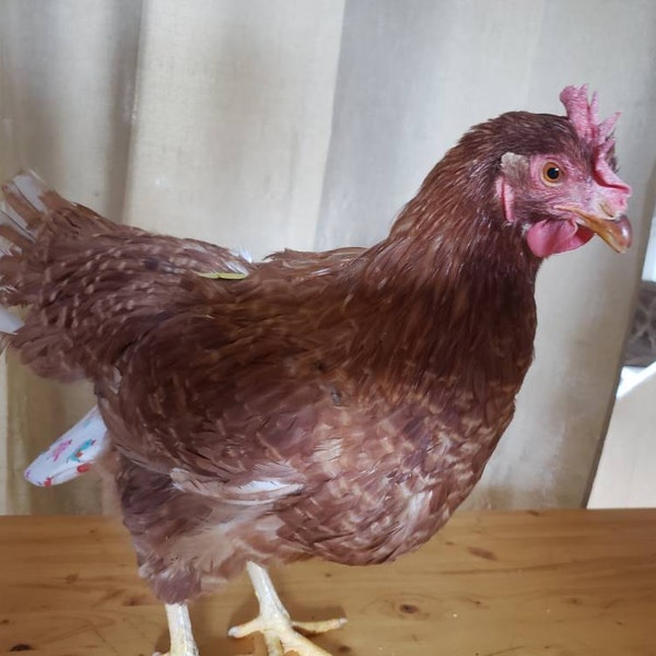 Buy 3 Get 1 FREE ! Chicken Saddles | Chicken Jackets | Hen Apron ...