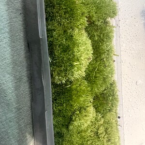 Live Clean and High Quality Planted Sheet Moss & Cushion Moss - Etsy