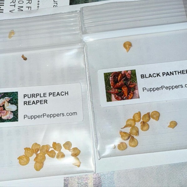 Black Panther Rare Pepper Seeds Premium Packet - Etsy