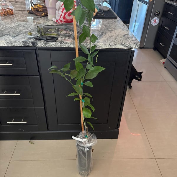 Australian Red Pulp Finger Lime Tree Please Read Description* - Etsy