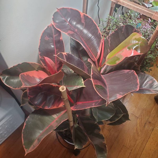 Mican Philodendron Velvet Leaf Philo Indoor & Outdoor Live Tropical ...