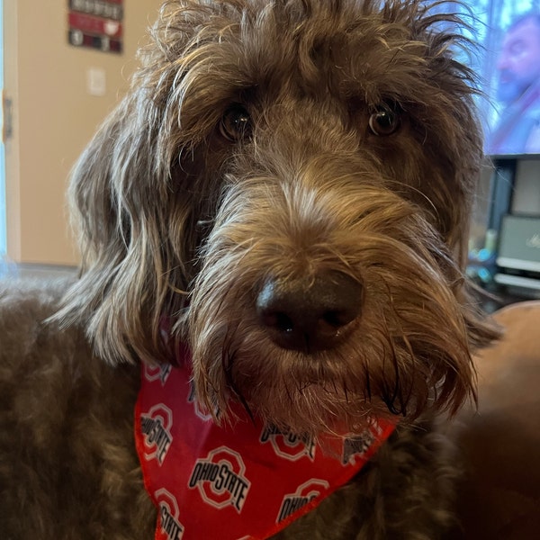 Ohio State Buckeyes NCAA Bandana for Dogs & Cats | Officially Licensed ...