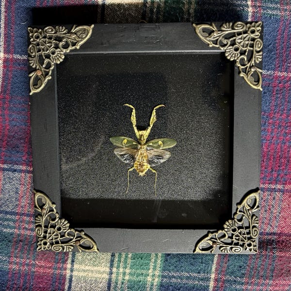 Real Framed Green Rhomborhina Scarab Beetle Bug Insect Shadow Box ...