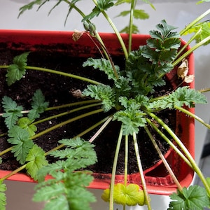 100 White Dove Orchid Flower Seed and 20 Laughing Bumblebee Seed High ...