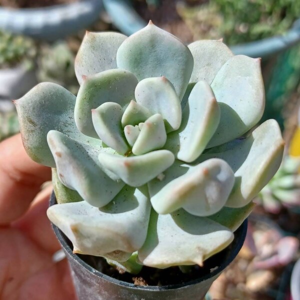 4pot Live Succulent Plant of Corpuscularia Lehmannii ice Plant - Etsy