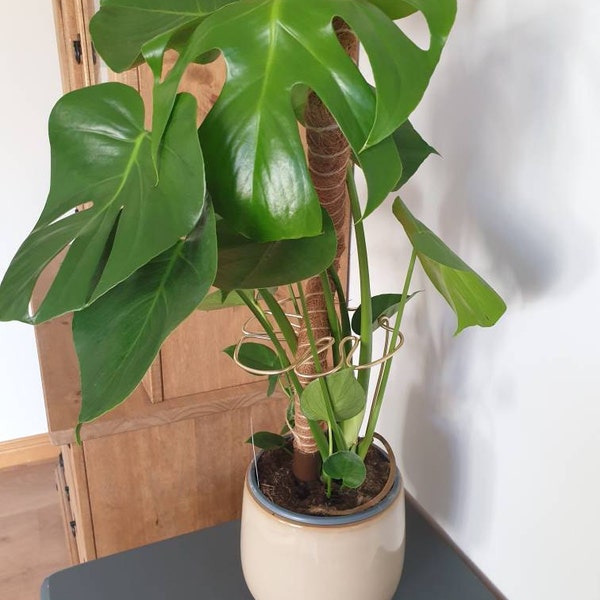 Monstera Shaped Plant Support - Gold Coloured - Etsy