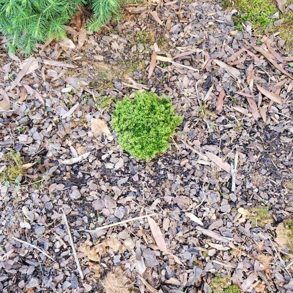Cultivated Plagiomnium Cuspidatum/baby Tooth Moss, Free Climacium Tree ...