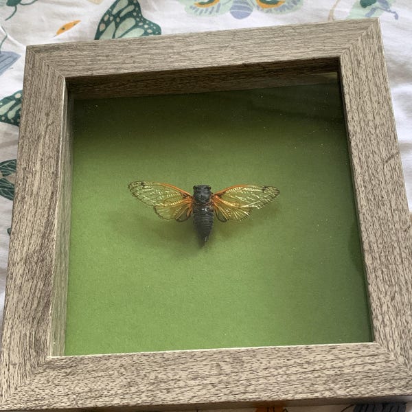 Real Dried Cicada-wings Open- Brood XIII(13) 17 Year Magicicada Genus ...