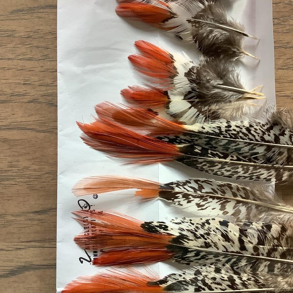 White Golden Pheasant Crest Feathers 50-Piece Feathers - White & Golden ...
