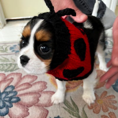Baby Yoda Snood Cavalier Spaniel Snood Cocker English Toy Spaniel Snood ...