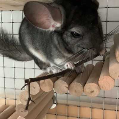 Grapevine Chew Sticks & Twigs - Etsy