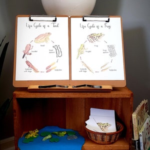 Frog & Toad Pack Printable Life Cycle Posters Watercolor Flash Cards ...