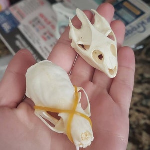 Curiosities Mystery Box, Curio Cabinet Starter Collection, Oddities and ...