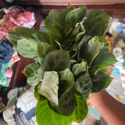 Variegated Maranta Beauty Kim 4 Pot ALL PLANTS Require You to Purchase ...