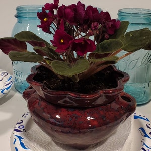 4 Needlepoint Ivy/hedera Helix/english Ivy - Etsy