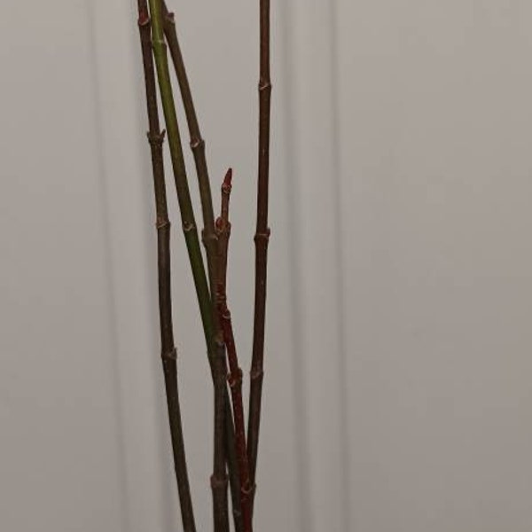 Chinese Elm Quart Container - Etsy