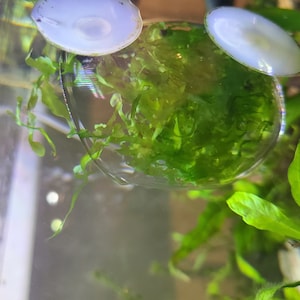 Subwassertang pellia Moss Rare Aquatic Moss Live Aquarium Freshwater ...