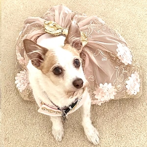 Star Spangled Girl Dog Harness Dress Xxsmall to 4xlarge Dog Dress, Dog ...