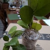 Curio Ficoides ‘blue Chalk’ | Succulents | Various Sizes | Gift Ideas ...