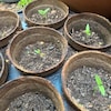 Philippine HOT Green Finger Pepper Seeds Sili Pang Sigang Sinigang Phil ...