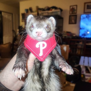 Sea Breeze Ferret Bandana Ferret Scarf Ferret Accessories Clothes for ...