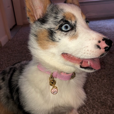 Personalized Pet Charm, Personalized Dog Charm, Personalized Pet Collar ...