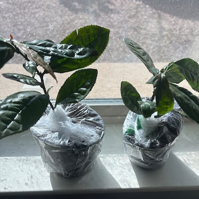 6 ZZ Plant, Zamioculcas Zamiifolia, Zee Zee Plant, Aroid Palm ...