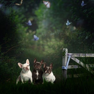 MIT Circus Podium Step Digital Overlay - Etsy