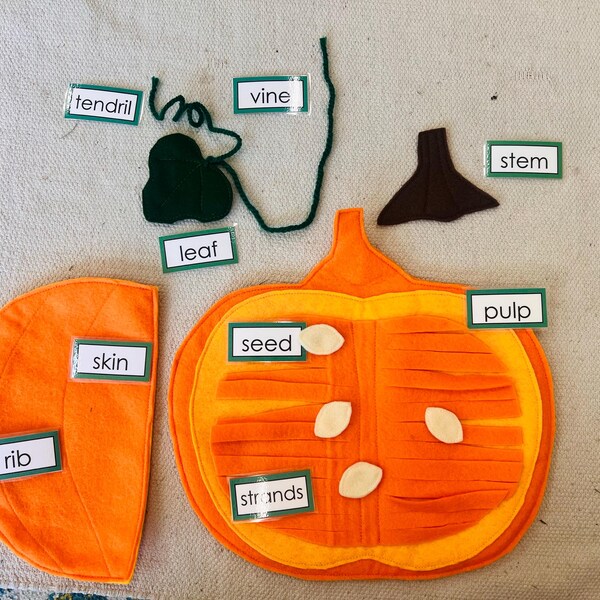 Parts of a Pumpkin Felt Puzzle, Squash Fruit Life Cycle, Montessori ...