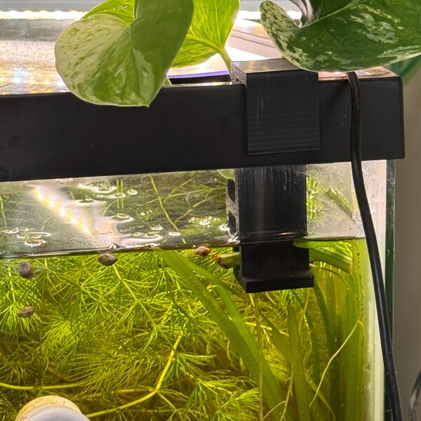 Marble Queen Pothos Plant Cuttings Variegated Plant RARE House Plants ...