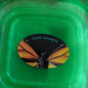 Butterfly Mounting Kit for Beginners, With Real Butterflies and Tools ...