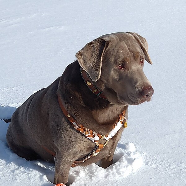 BIOTHANE DOG HARNESS, Large Breeds Training Harness, Biothane Beta ...