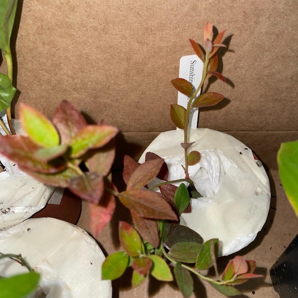 Oncidium Sharry Baby 'red Fantasy', Famous Orchid With Chocolate ...