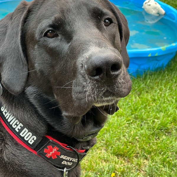 Patch Collar, Hook and Loop, Tactical Collar, Search and Rescue, Do Not ...