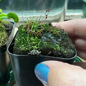 Soil Mix for Drosera Venus Flytrap and Sarracenias - Etsy