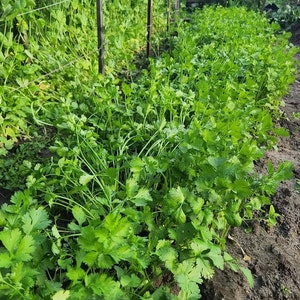 1/8-OZ 650 ETHIOPIAN MUSTARD Seeds African Kale Abyssinian Mustard ...