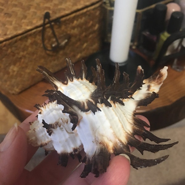 Murex Endiva Shell: Long Spine Seashell for Beach Wedding Decor - Etsy