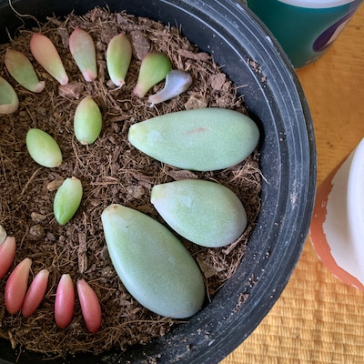 PACHYPHYTUM OVIFERUM 'blue Moonstone' Rooted and Unrooted Leaf Cuttings ...